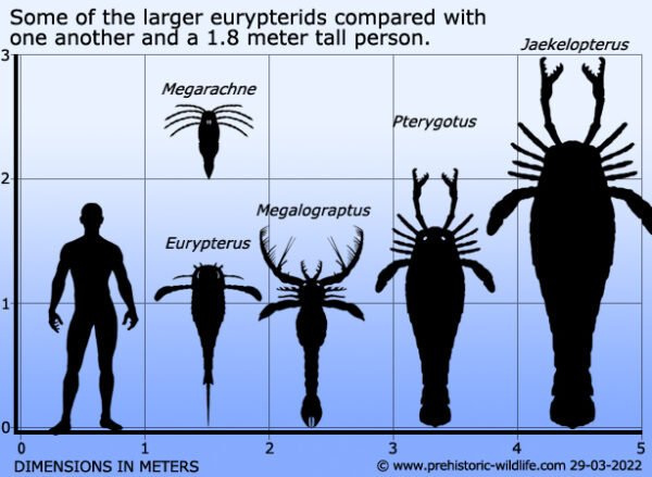 large-eurypterid-size-comparison – Risaeðlur og fornir félagar